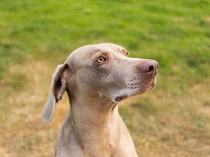 Do Weimaraner Dogs Bite? (Reasons and Solutions!)