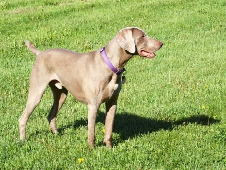 Why are Weimaraners so Clingy And Needy? (Explained)