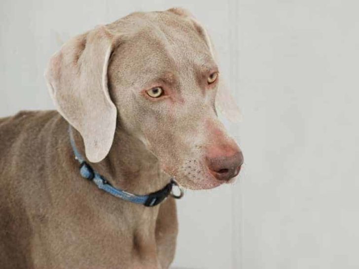 Why Do Weimaraners Get Lumps or Bumps? (Explained!)