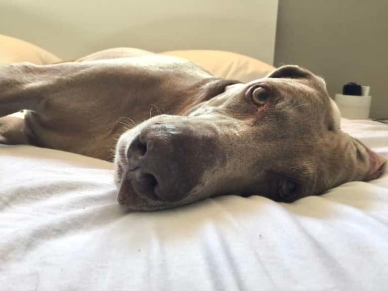 Why Do Weimaraners Sleep on Their Backs? (Quick Answers)