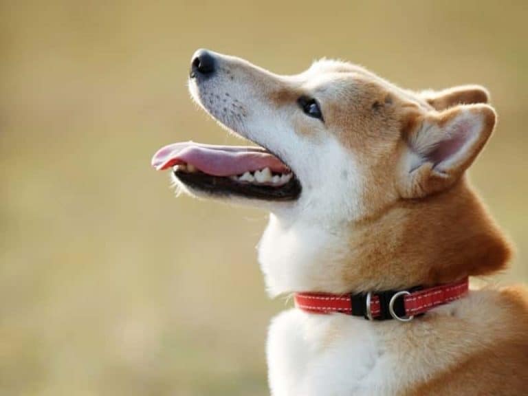 Are Shiba Inus Aggressive? (All You Need to Know)