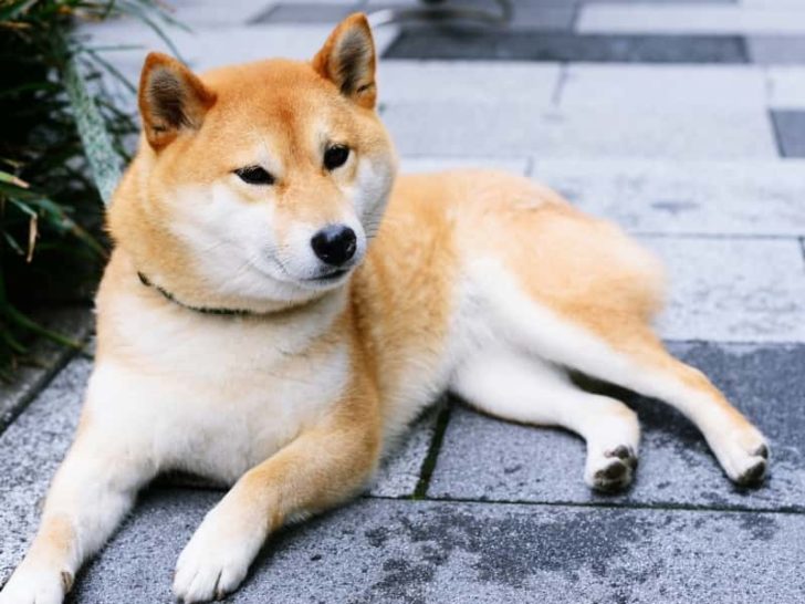 How Do Shiba Inus Play? (Answered)
