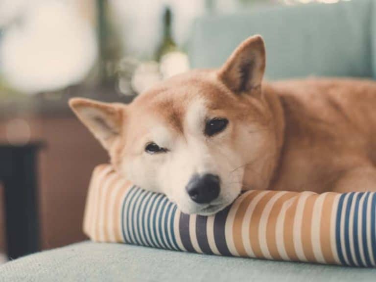 Common Shiba Inu Behaviors And Solutions (Complete Guide)