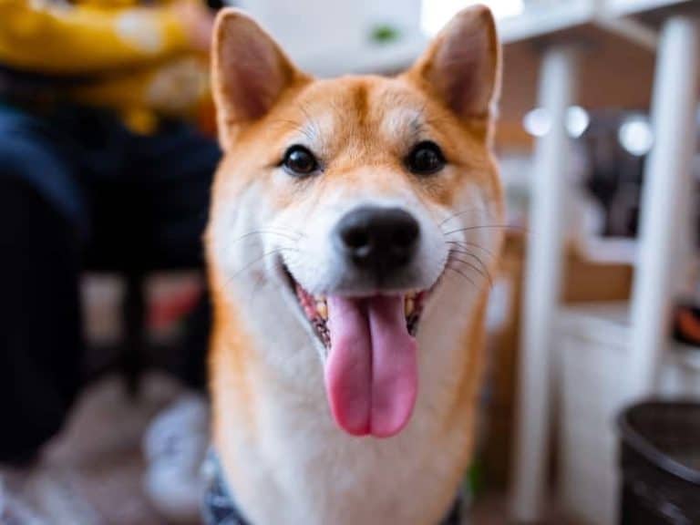 Why Do Shiba Inus Scream? (And How to Stop Them!)