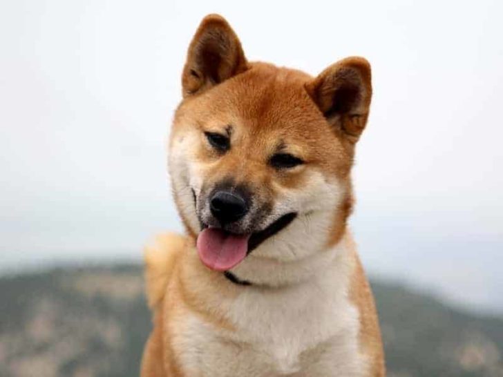 Why Do Shiba Inus Act Like Cats? (Explained)