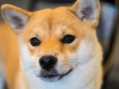 Why Do Shiba Inus Act Like Cats? (Explained)