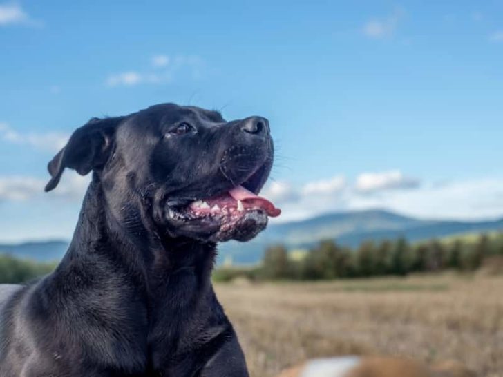 Why Do Cane Corsos Howl, Growl, Snore, Drool, Or Whine?