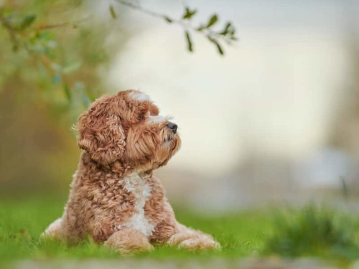 Why Are Aussiedoodles So Expensive? (How Much Do They Cost)