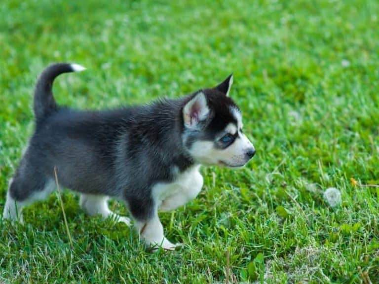 How Much Should a Pomsky Eat? (Explained for Owners!)