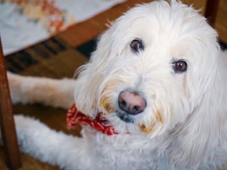 Do Sheepadoodles Change Color? (Guide for Owners!)