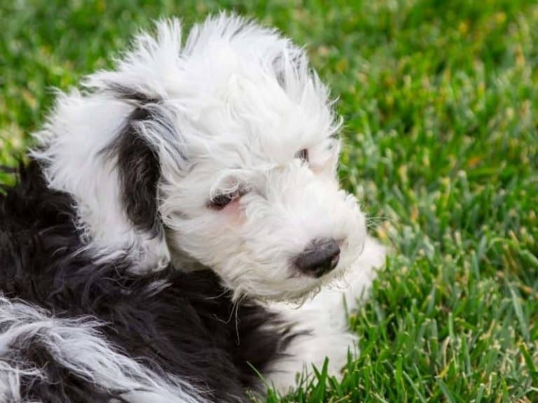 How Big Does a Sheepadoodle Get? (Complete Guide)