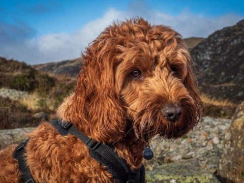 Why Do Cockapoos Lick So Much? (With Solutions)