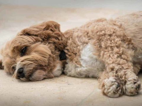 Does Cockapoo Hair Stop Growing? (Complete Guide)