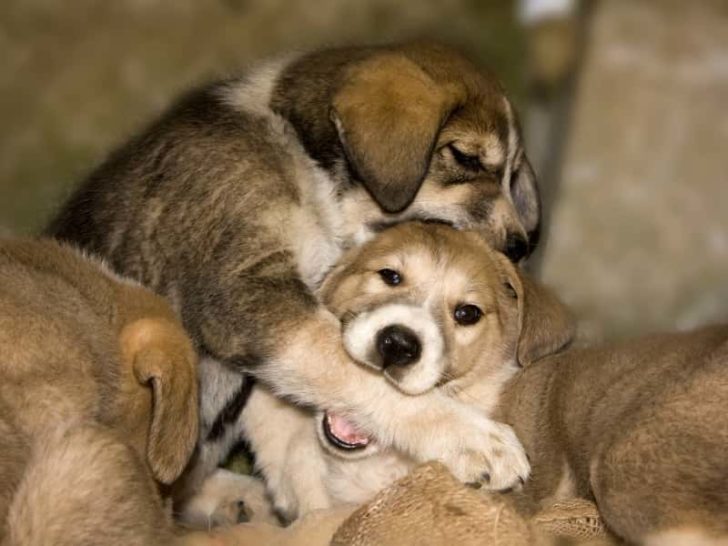 Do Mastiffs Bark a Lot? (Explained for Owners!)