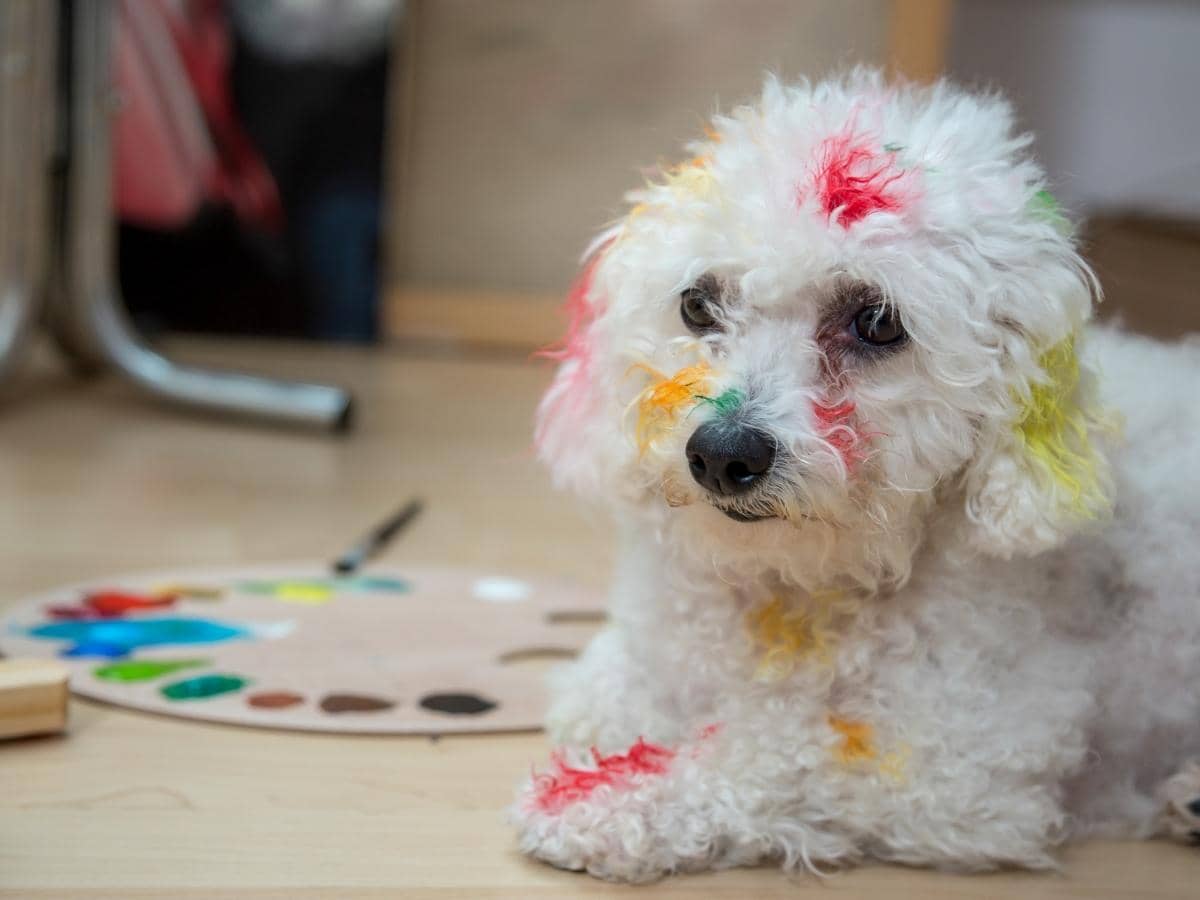 Is Sevin Dust Safe for Dogs, Cats, Birds & Other Pets?