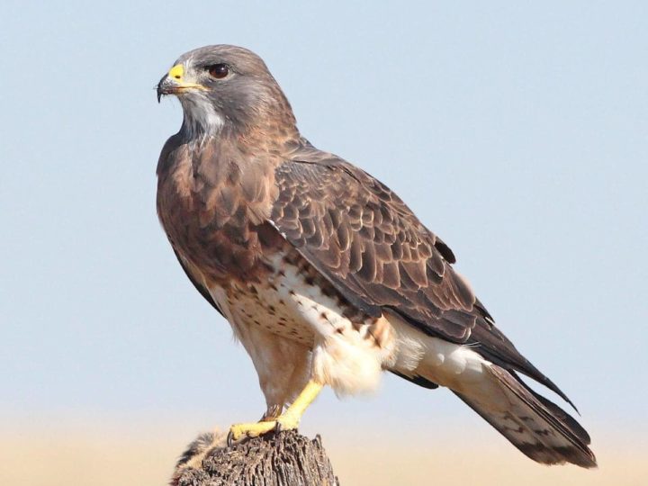 Can Birds Eat Blueberries? (All You Need to Know)