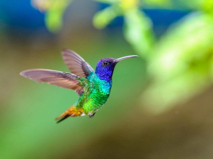 Do Birds Eat Butterflies? (All You Need to Know)