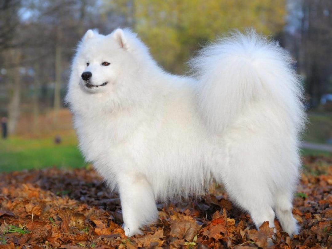 Teacup Miniature Samoyed: Everything You Need to Know