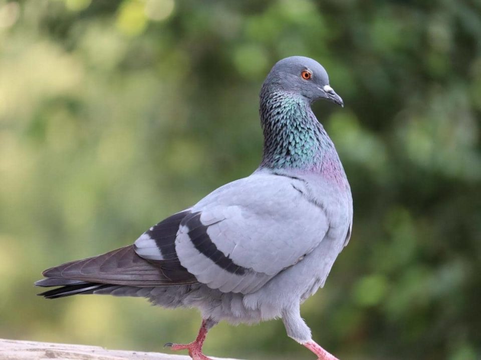 Why Do Pigeons Puff Up? (Quick Facts)