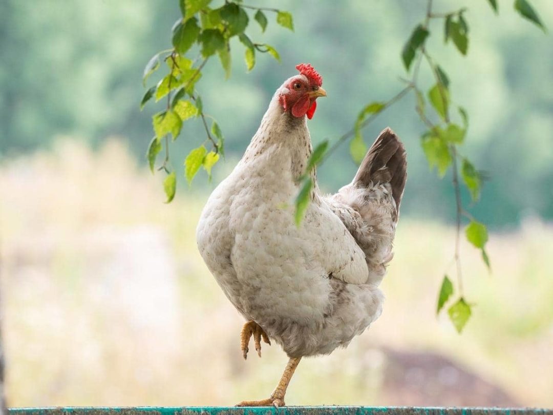 Chicken Shaking Head: Why Do They Do It? (Explained)