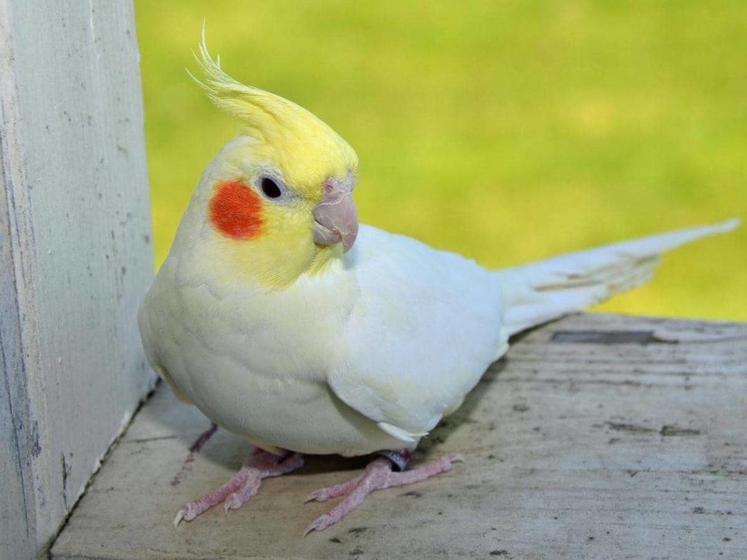 Why Is My Cockatiel Angry? (Quick Answers)