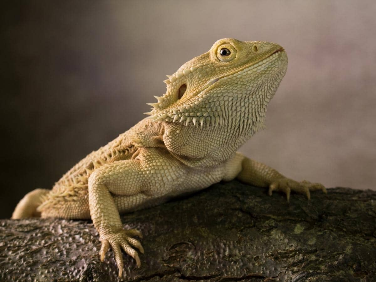 Red Light for Bearded Dragon: Good or Bad? (Explained)