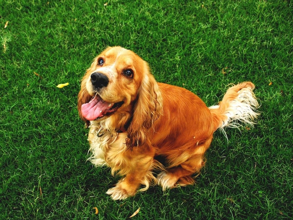 Can Cocker Spaniels Be Left Alone? (Quick Answers)