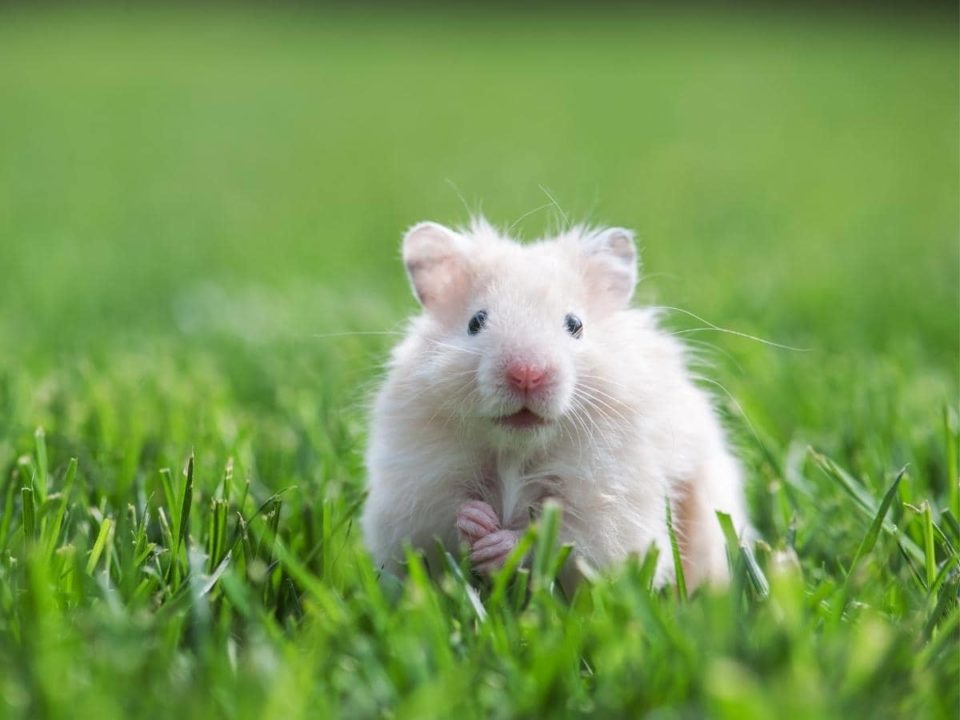Can Hamsters Get Wet? (Read This First!)