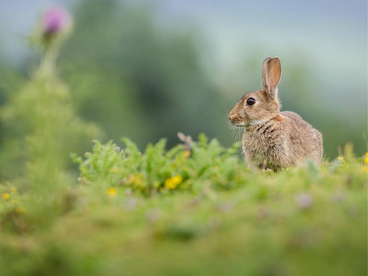 Can Rabbits Eat Green Onions? (Answered)