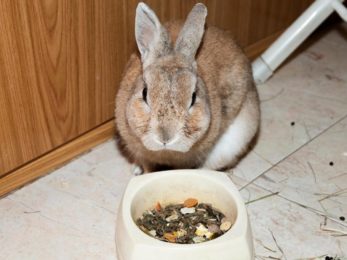 Can Rabbits Eat Pickles? (All You Need to Know)