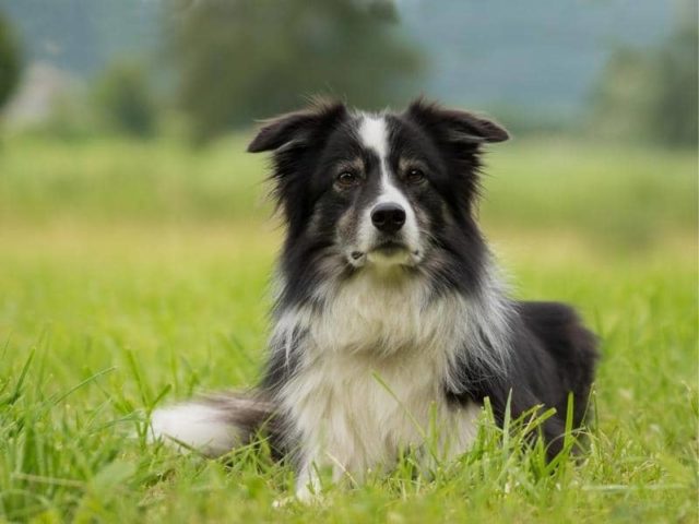 4 Month Old Border Collie: Weight, Size, Food & More