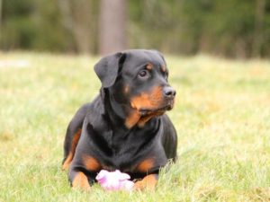 3 Month Old Rottweiler: Weight, Size, Food, Training & More