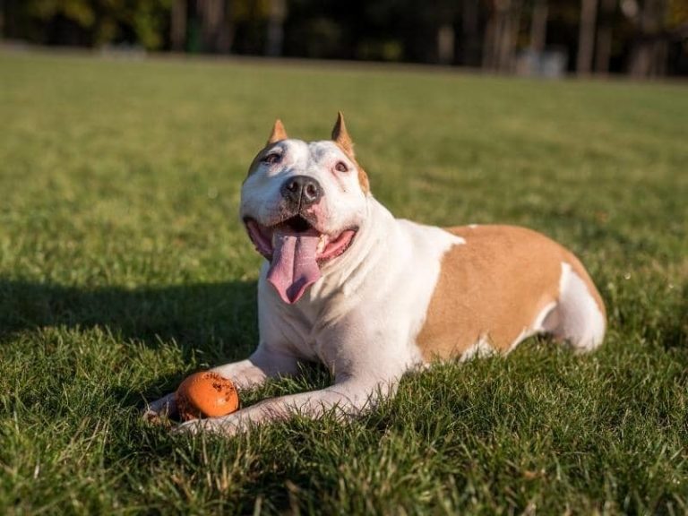 6 Month Old American Bulldog: Weight, Size, Food, & More