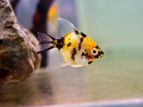 How Many Angelfish in a 20 Gallon Tank? (Explained)