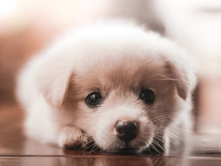 6 Month Old Puppy Biting How To Stop Complete Guide 6-month-old-puppy-biting-how-to-stop-complete-guide
