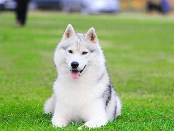 4 Month Old Husky: Weight, Size, Food & More