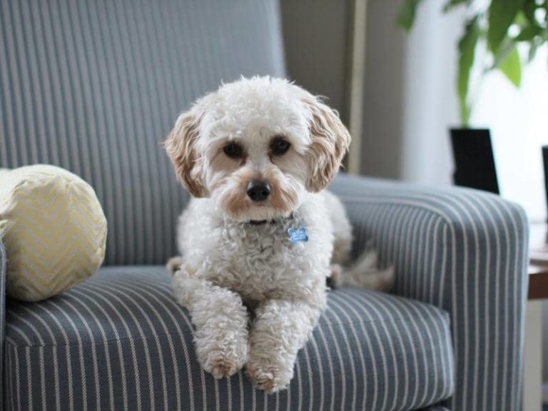 How Much Should a Cavapoo Eat - Cavapoo Feeding Chart