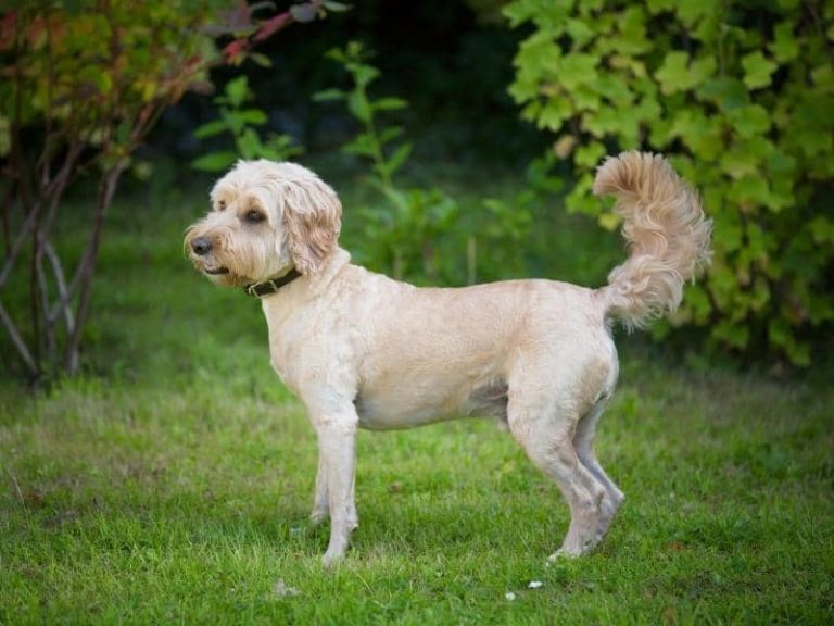 How Much Should a Cockapoo Eat - Cockapoo Feeding Chart