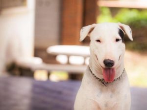 How Much Should a Cockapoo Eat - Cockapoo Feeding Chart