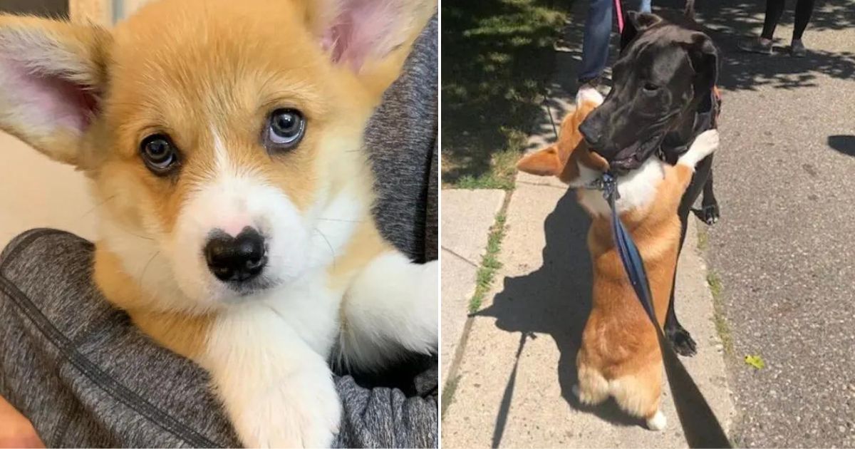 Affectionate Corgi Has a Heart-Shaped Nose and Loves to Give Hugs
