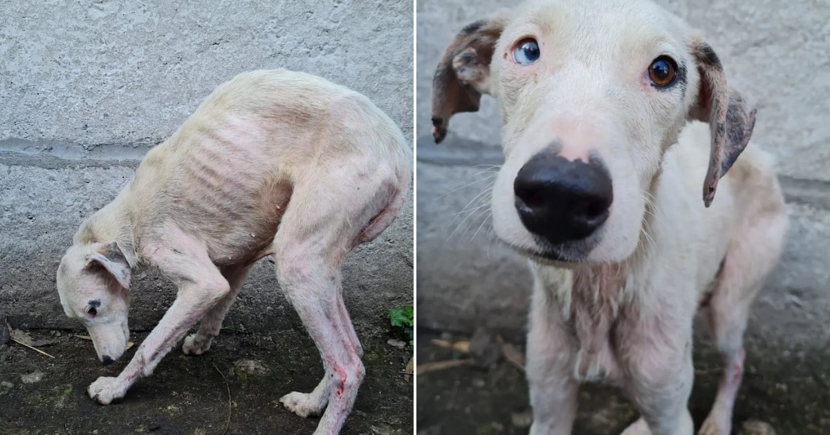 Witness the Incredible Journey of a Hairless Dog Turning into a Fluff Ball