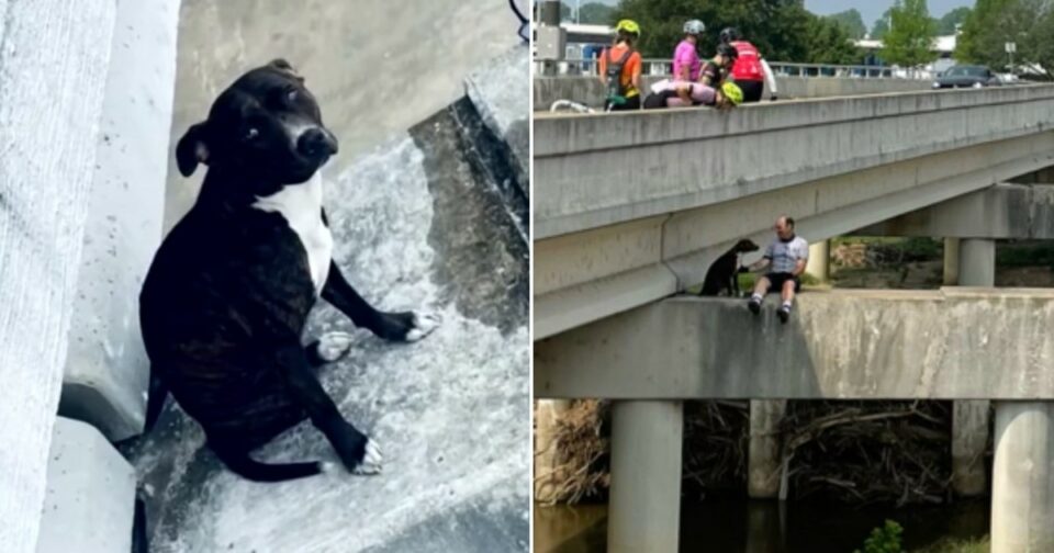 Cyclists Undertake Risky Rescue to Save Pitbull from Bridge Trap Danger