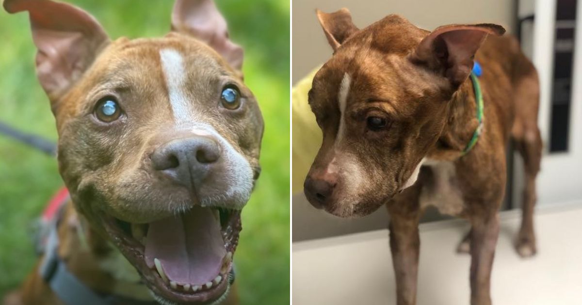 Hazel the Blind Pittie Experiences the Wonders of Life in Her Golden Years
