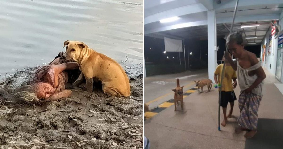 Homeless Dogs Serve as Protectors for a Blind Elderly Lady by the River