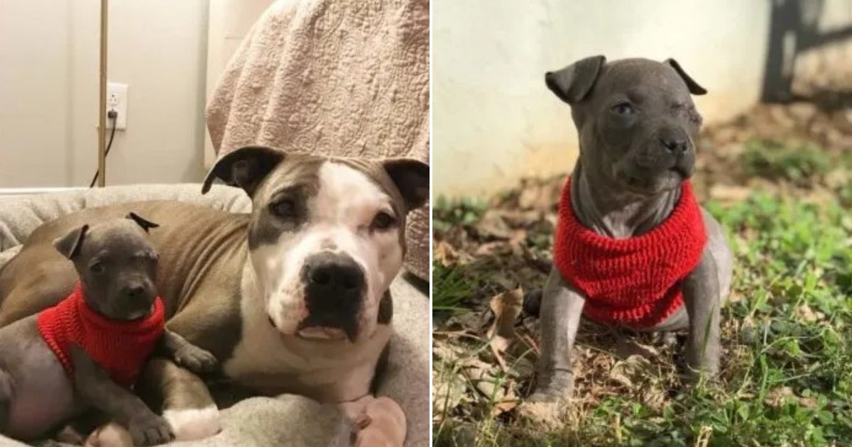 Mother Dog Mourning Her Pups Finds Love and Aid from Charming Helper