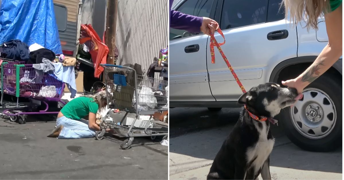 Rescuers on a Mission to Save An Abandoned Dog Find Another Life to Save