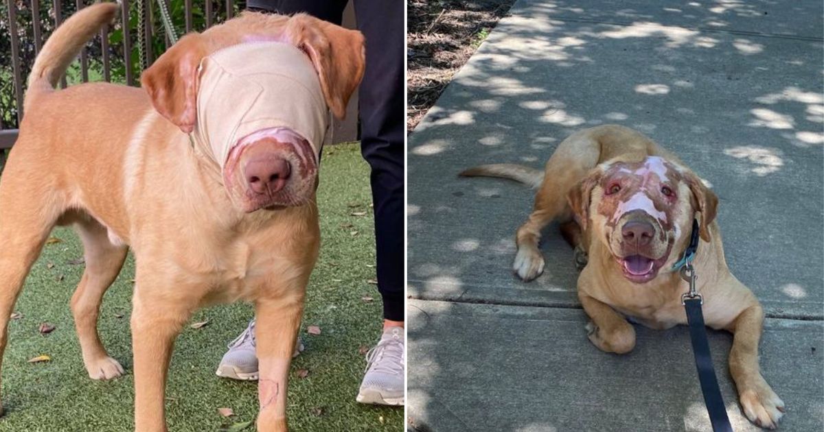 A Healing Journey of Buddy the Dog After Surviving Severe Burns by a Child