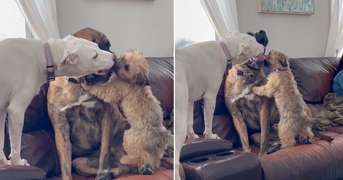 Abused Dog Rex Overcomes His Anxiety with His Pawfect Siblings