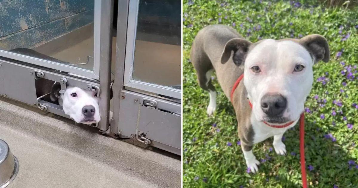 Left Alone Behind This Sad Dog Watches as Each Friend Leaves the Shelter