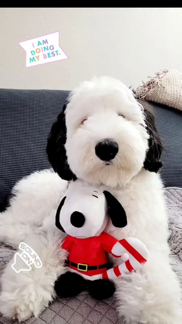 Meet Bayley The Mini Sheepadoodle Who Is The Real Life Snoopy
